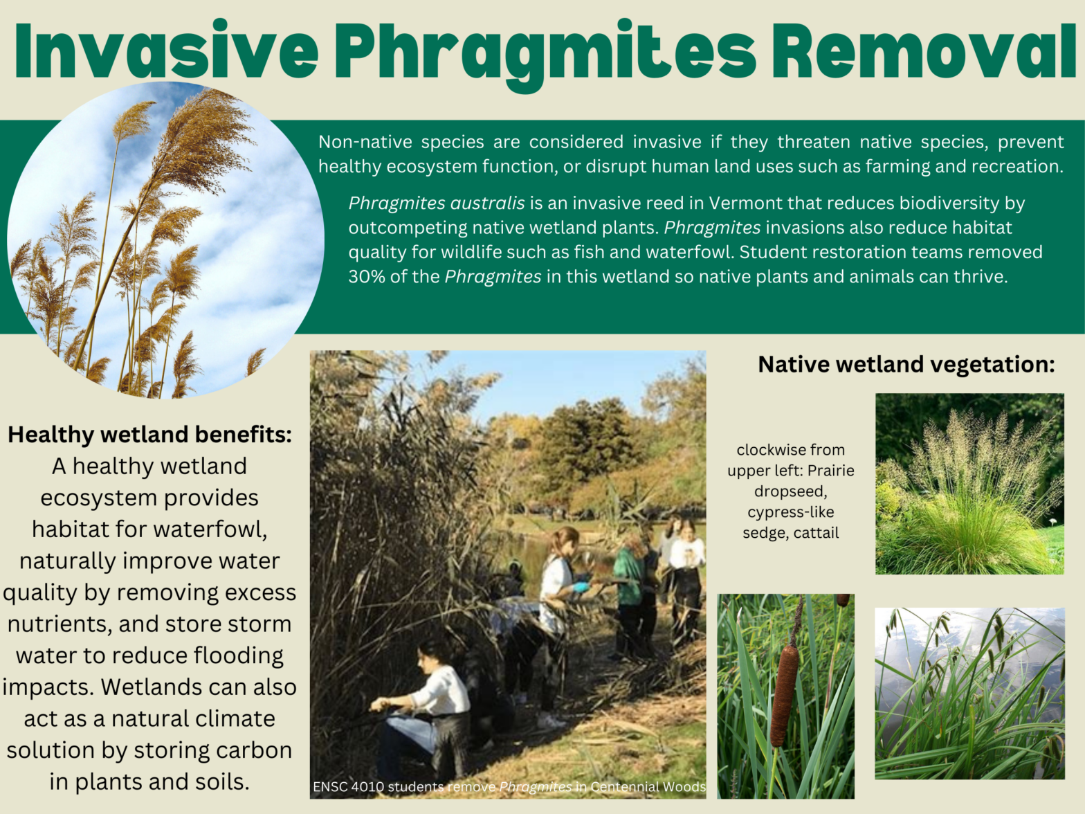 Invasive Phragmites – Centennial Woods Ecological Restoration Scavenger ...