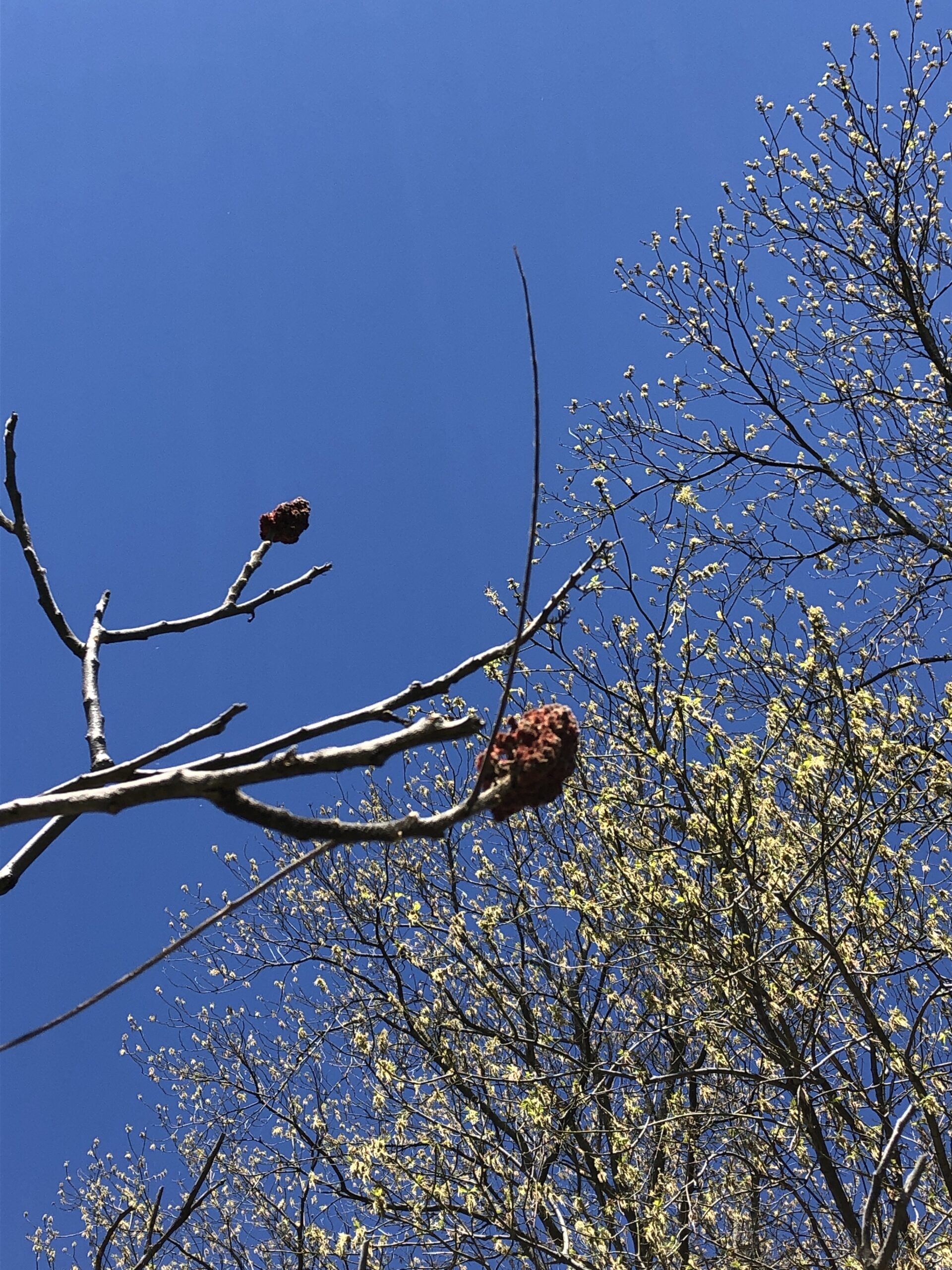 Redstone Quarry Phenology – A UVM blog