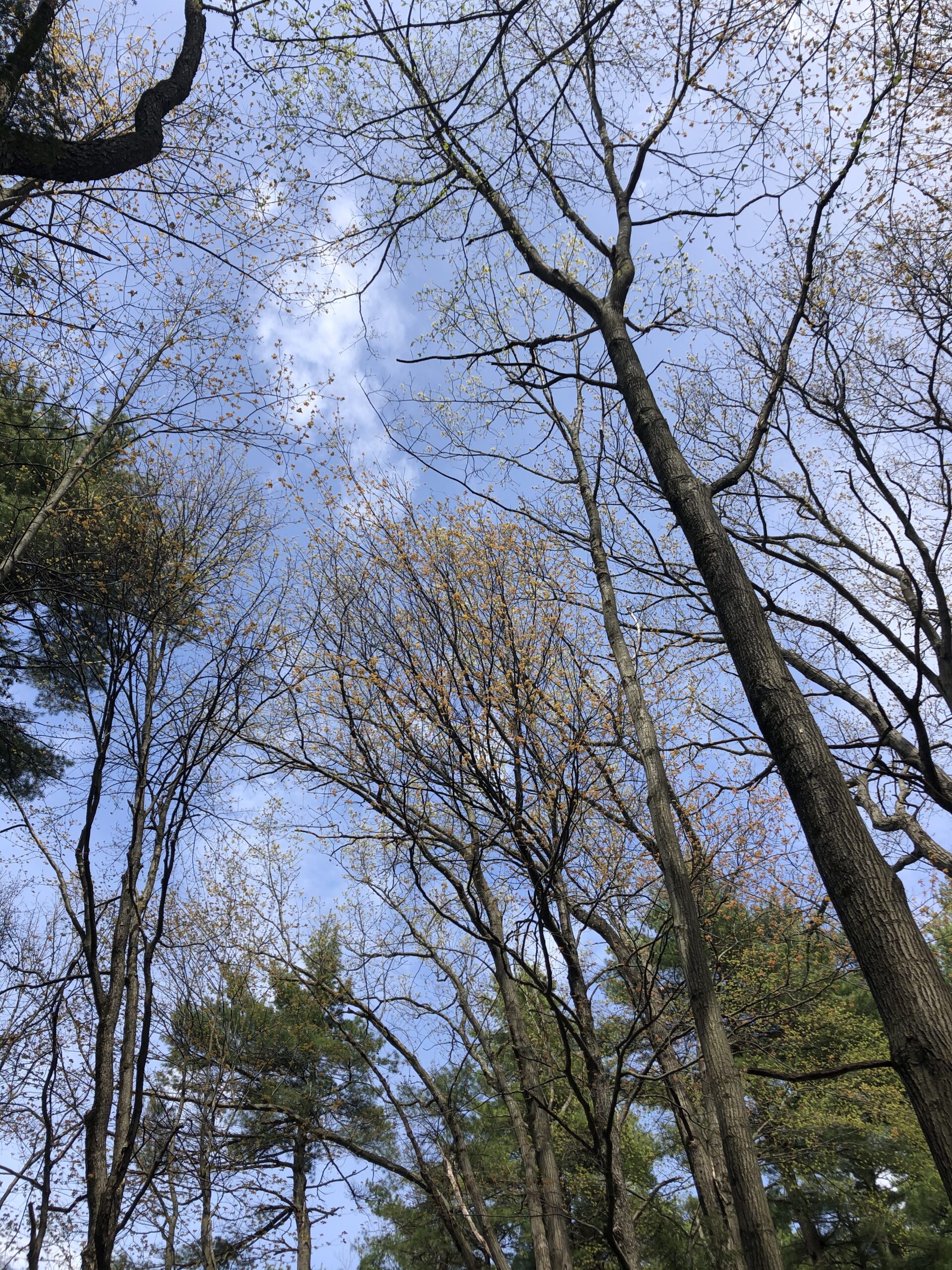 Redstone Quarry Phenology – A UVM blog