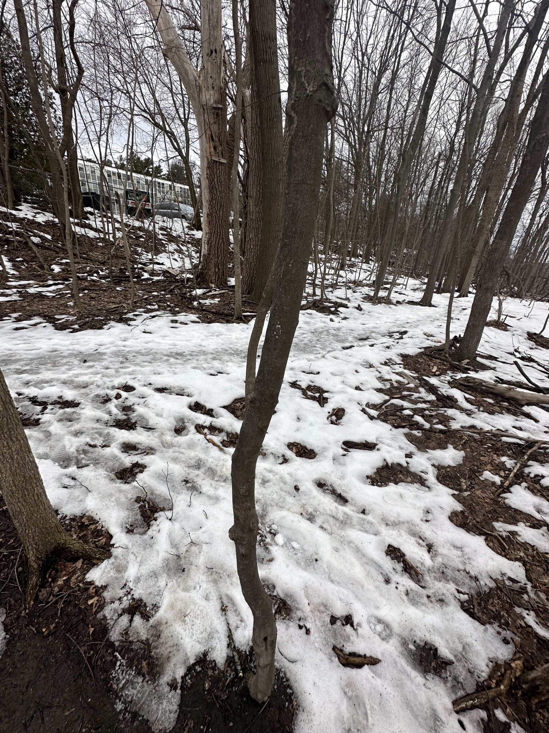 Revisiting my Red Maple tree | NR1 Phenology Project- Salmon Hole