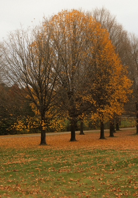 Cassidy’s Phenology – A UVM blog