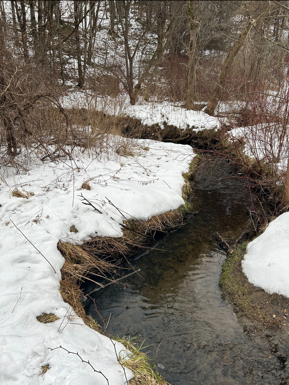 Return to Centennial Woods – Cassie Phenology Assignment