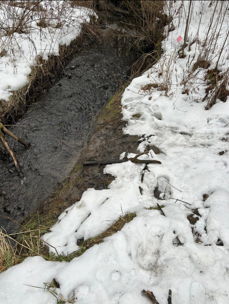 Return to Centennial Woods – Cassie Phenology Assignment