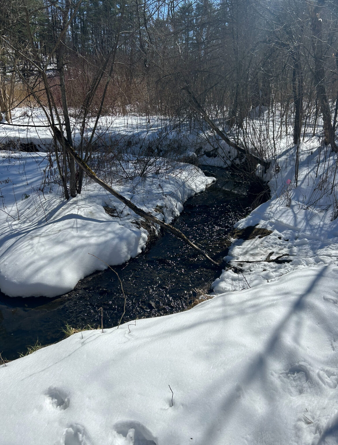 Signs of Spring in Centennial Woods – Cassie Phenology Assignment
