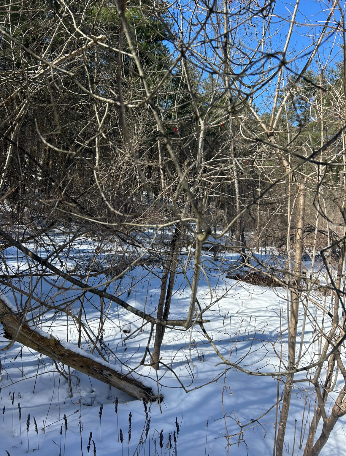 Signs of Spring in Centennial Woods – Cassie Phenology Assignment