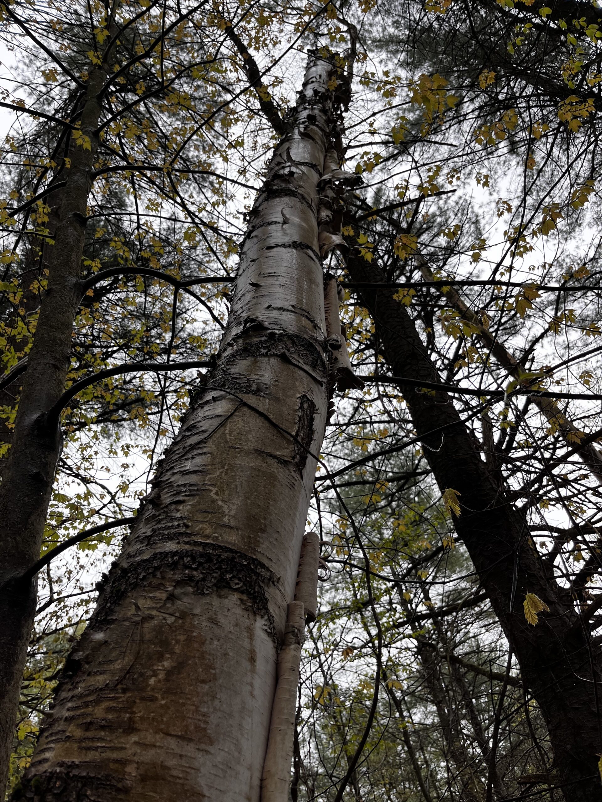 Cameil's Phenology Blog – A UVM blog