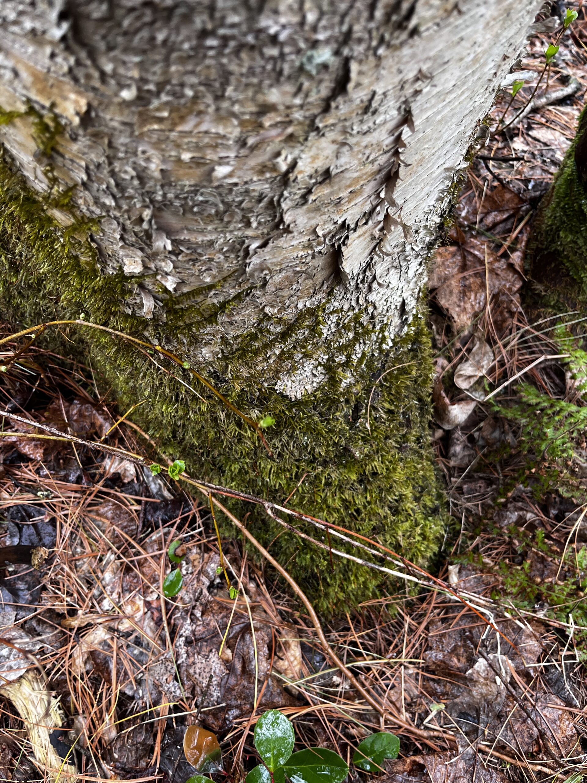 4/29 – i love bikes and moss – Cameil's Phenology Blog