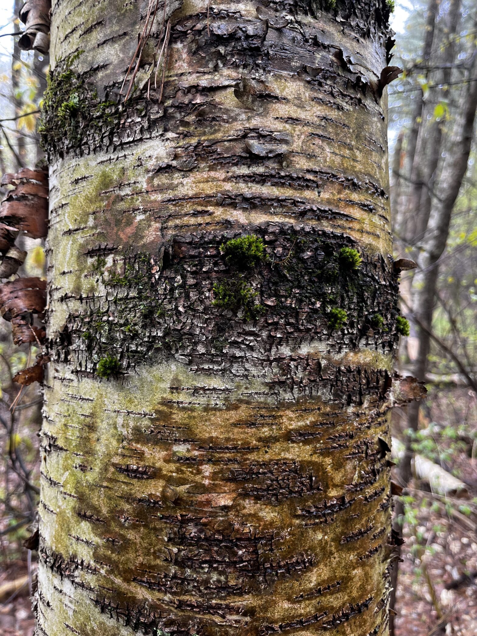 Cameil's Phenology Blog – A UVM blog