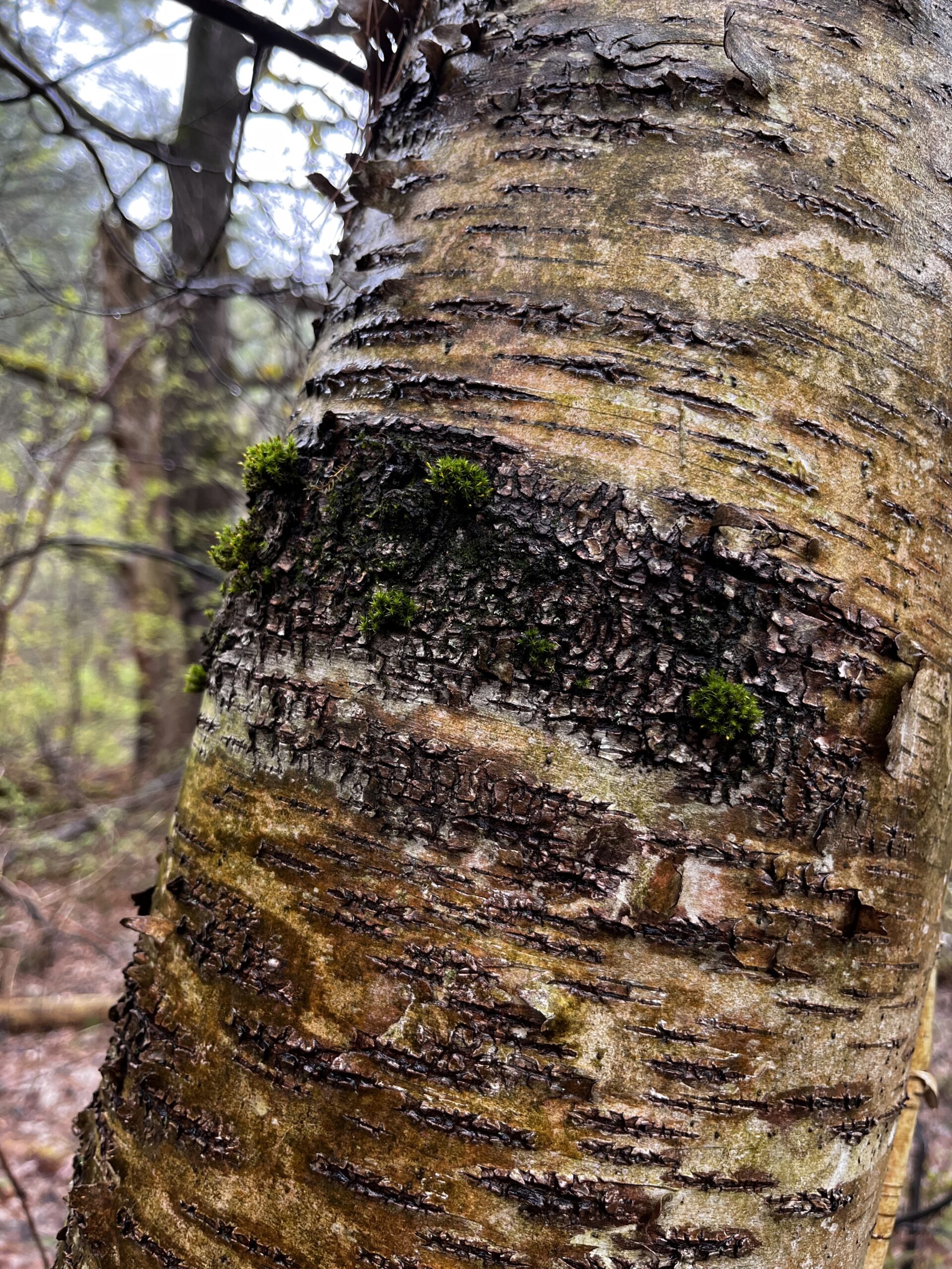 Cameil's Phenology Blog – A UVM blog