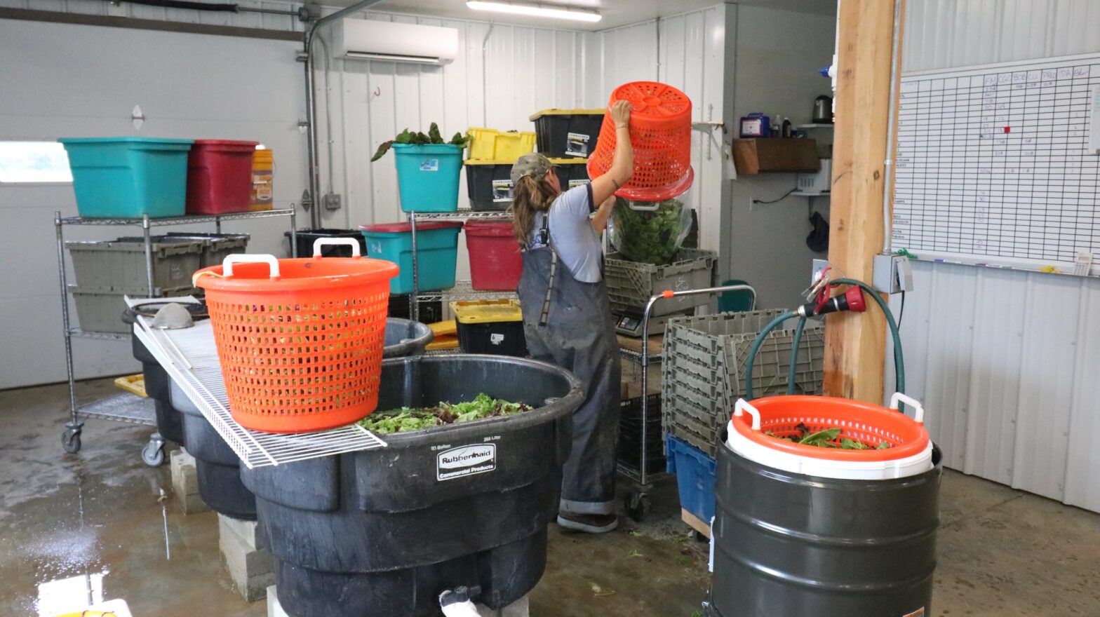 Planning an Efficient and Safe Wash/Pack Area – UVM Extension Ag ...