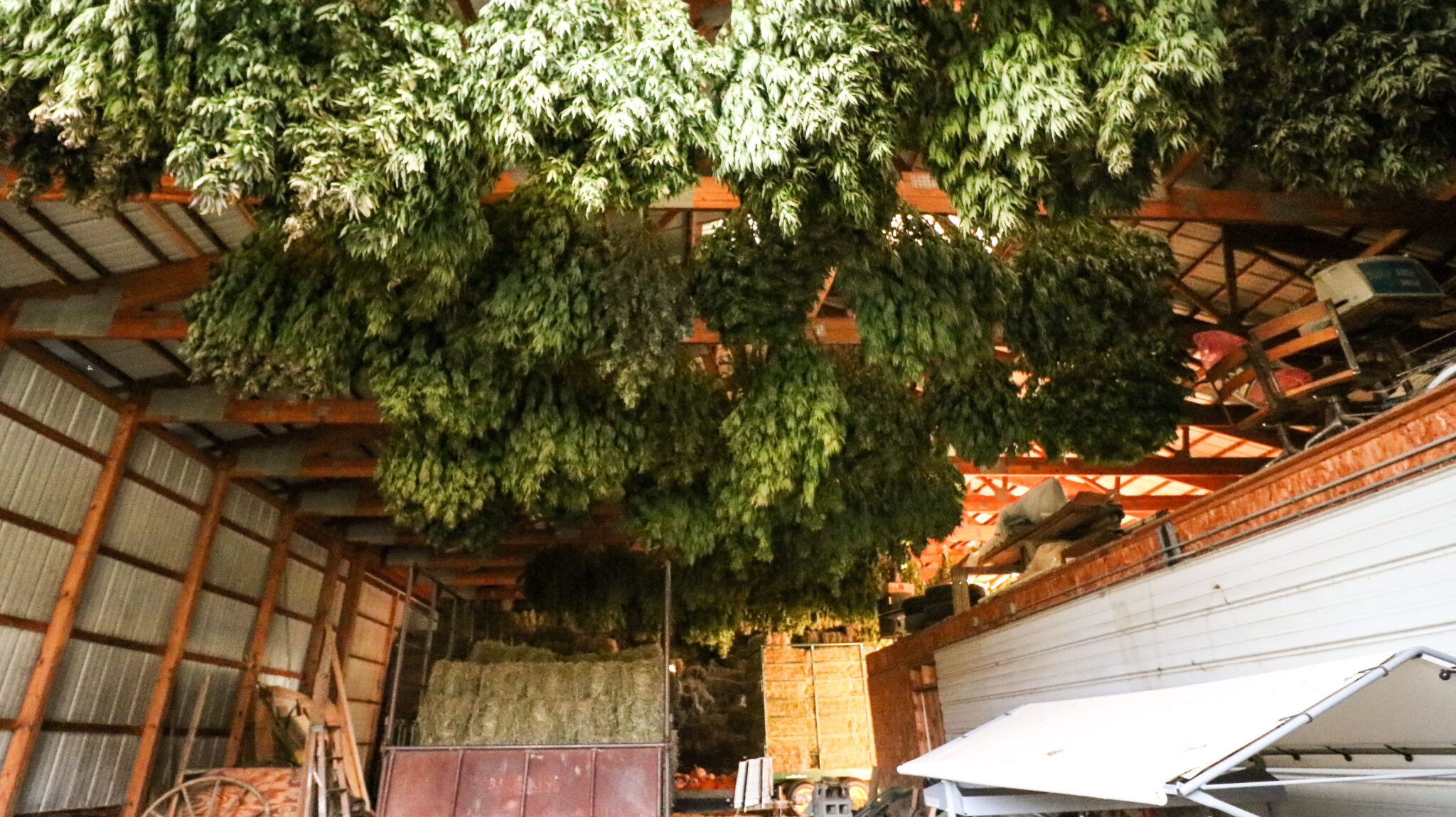 Safe and Efficient Drying and Curing of CBD Hemp – UVM Extension Ag ...