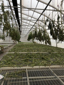 Drying and Curing Herbs and Flowers (Hops, Hemp, and Everything Else ...