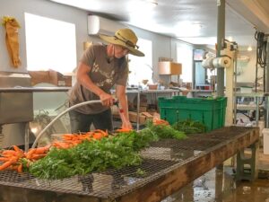 Root Washers for Produce Farms – UVM Extension Ag Engineering