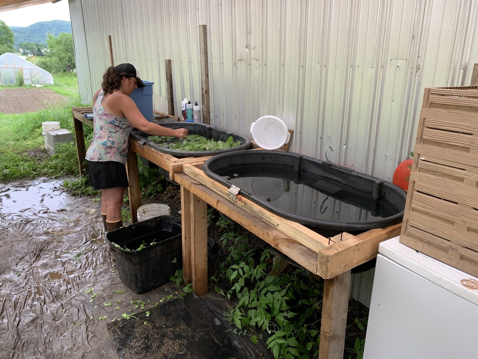 Vegetable Wash Sinks, Tanks, Tubs and Basins: Upgrades for Efficiency ...