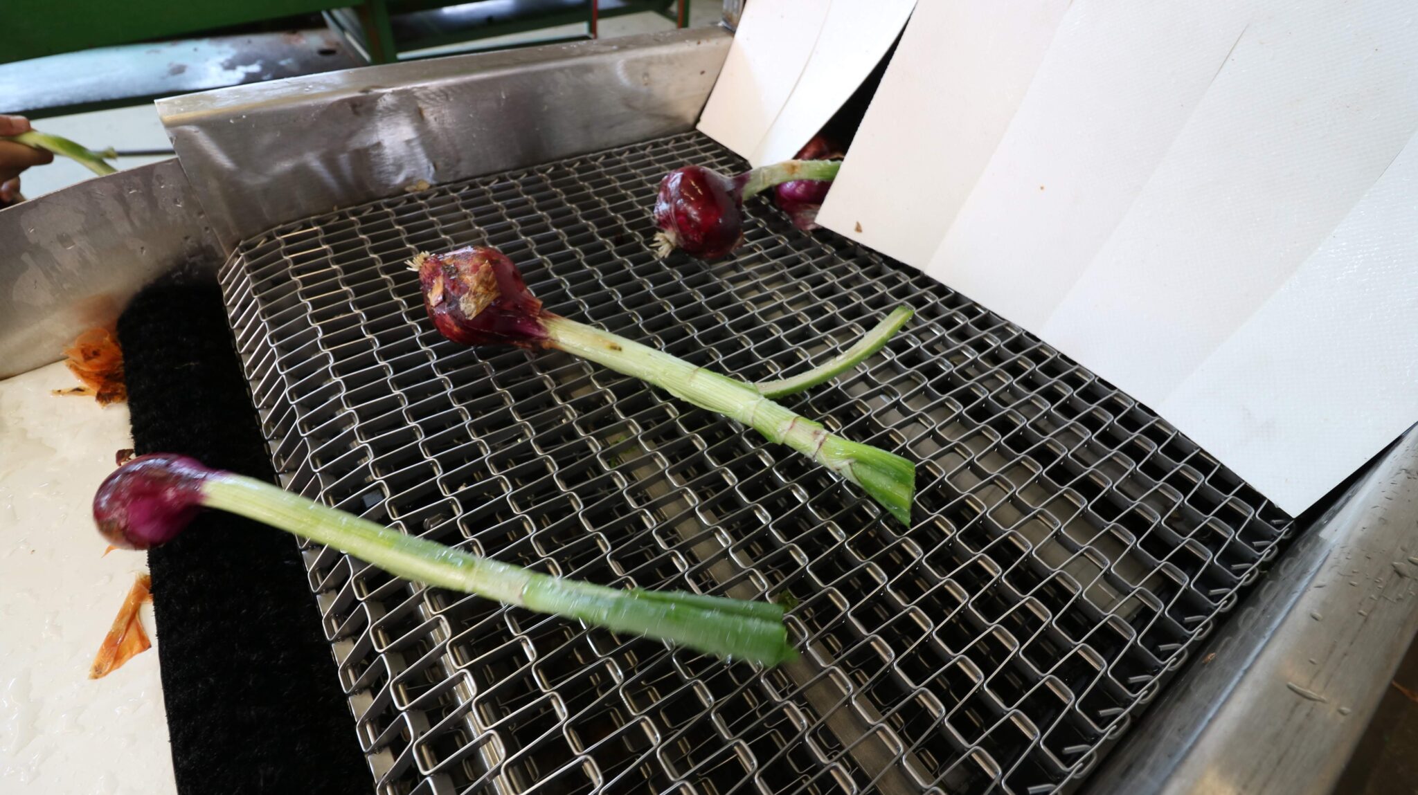 Farmer’s Favorites: The AZS Rinse Conveyor – UVM Extension Ag Engineering