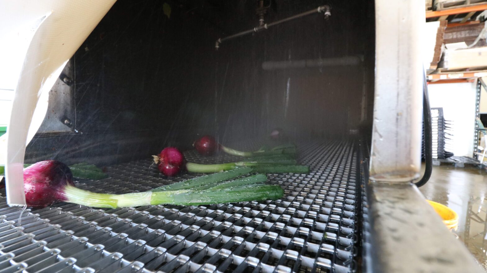 Farmer’s Favorites: The AZS Rinse Conveyor – UVM Extension Ag Engineering