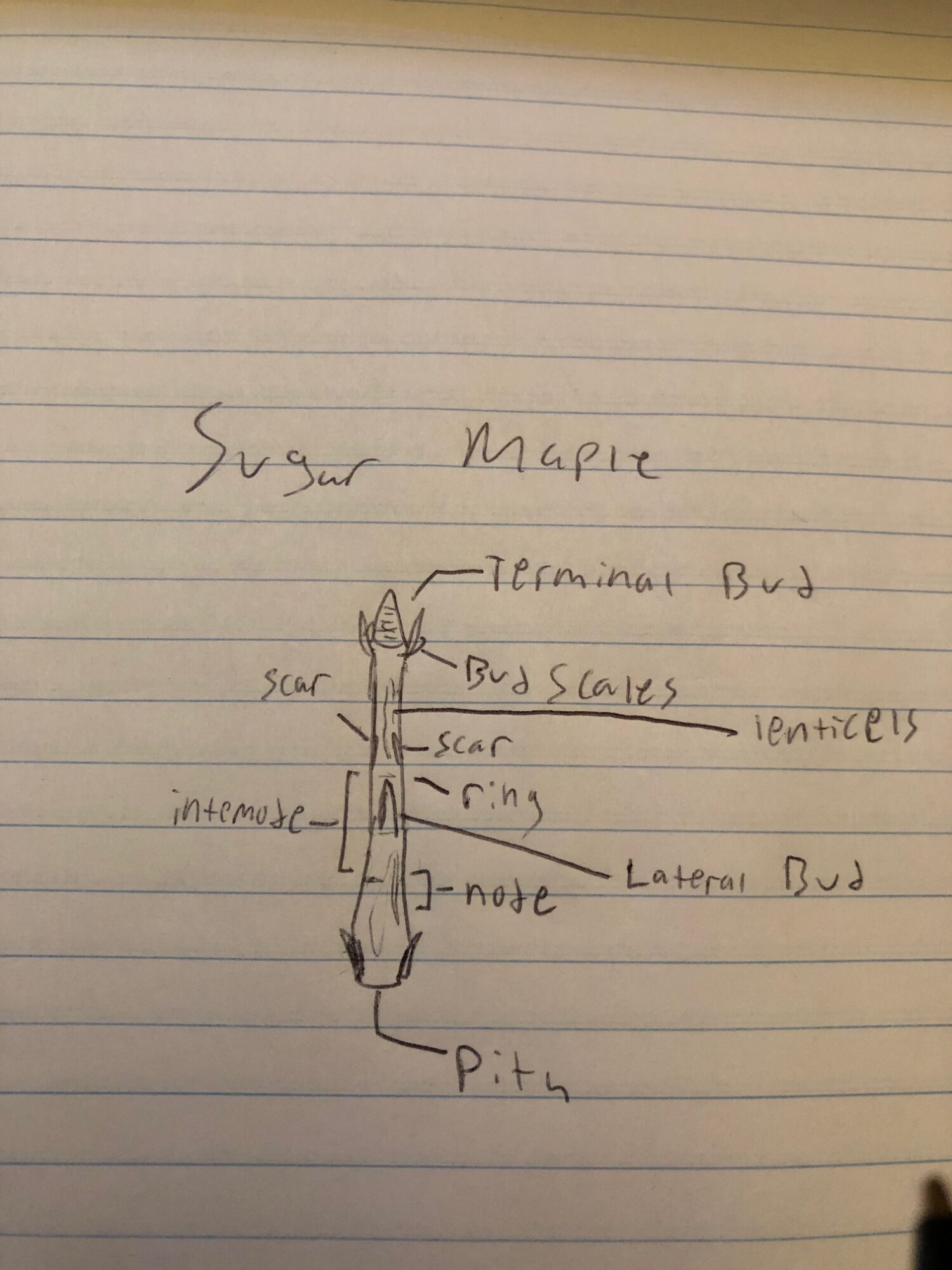 » Labeled Twig Diagram : David’s Phenology Blog : University of Vermont