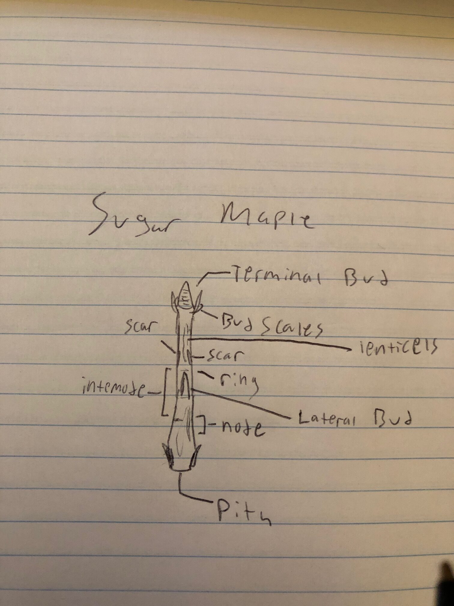 » Labeled Twig Diagram : David’s Phenology Blog : University of Vermont