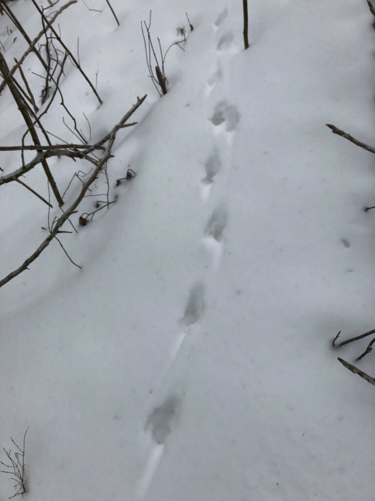 » Mill River 2-2-2019 : Phenology Blog : University of Vermont