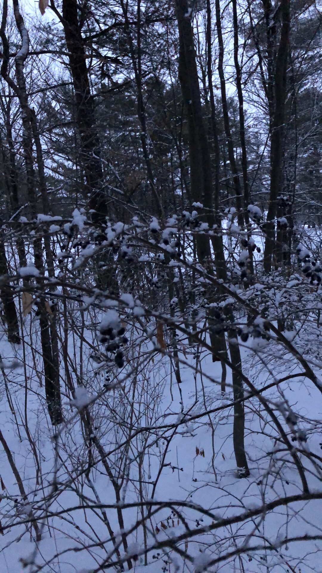 Elias Davis Phenology Blog | A UVM blog