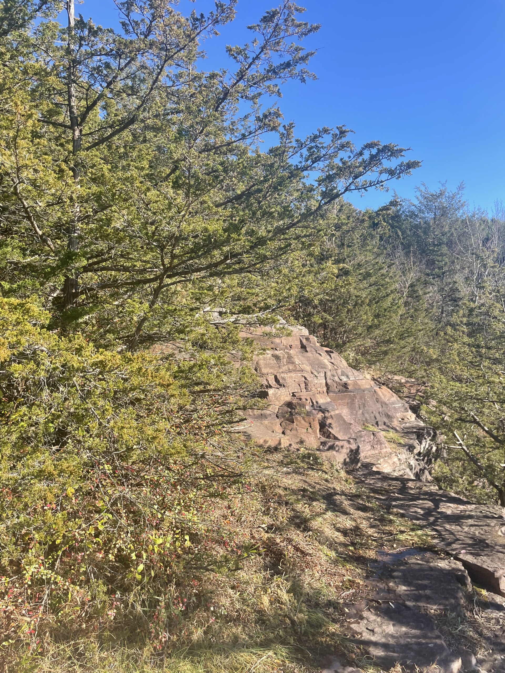 Phenology Blog – A UVM blog