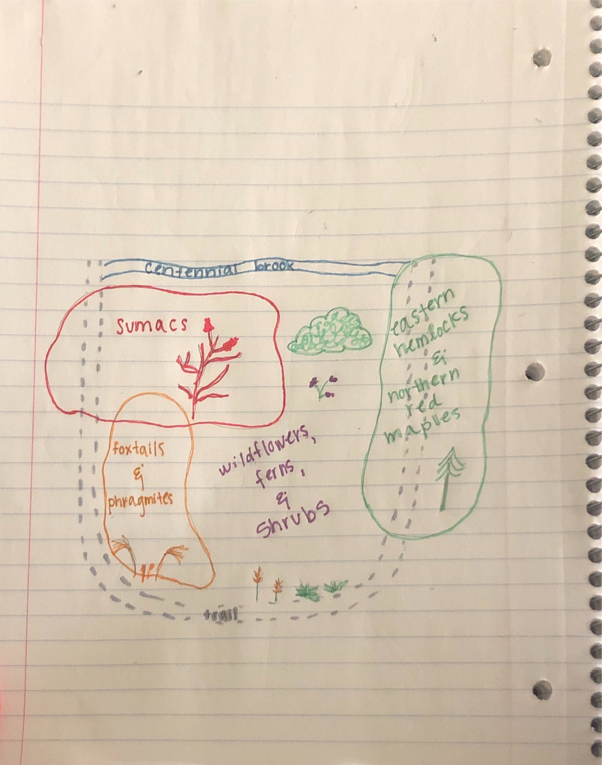 Map of Meadow « The Mystic Meadow