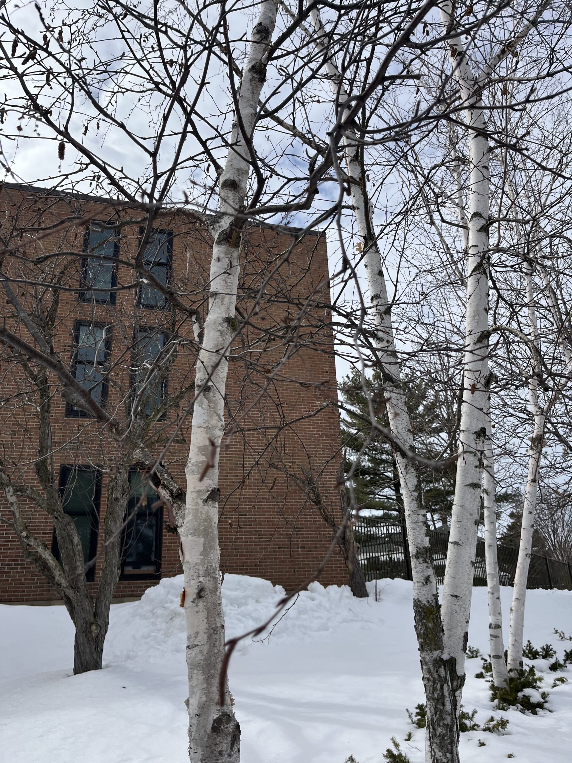 Tree Phenology – Phenolgy Blog