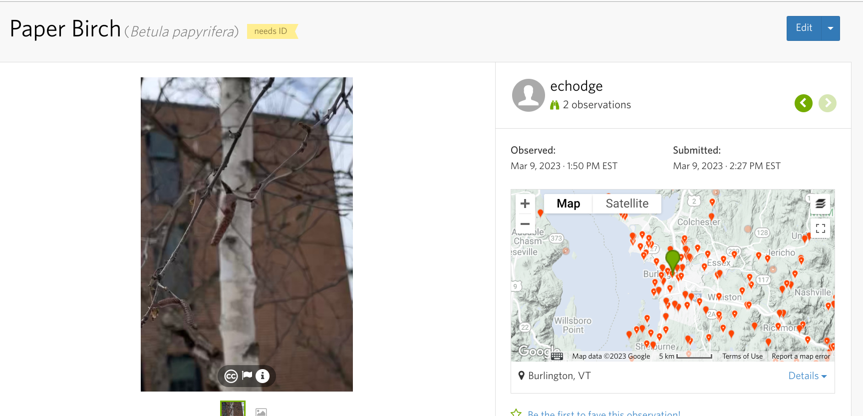 Tree Phenology – Phenolgy Blog