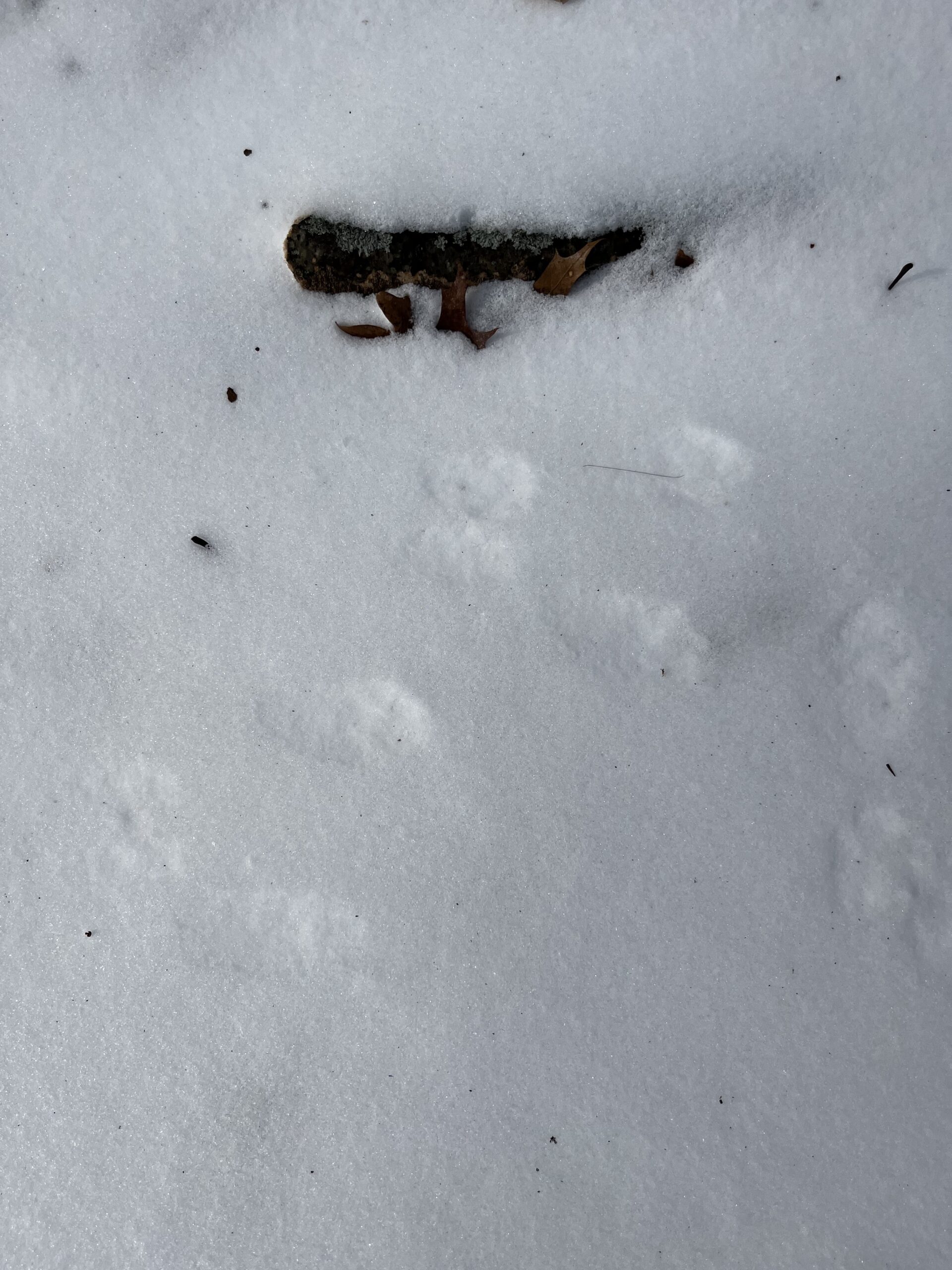 Fisher Tracks – Colchester Causeway