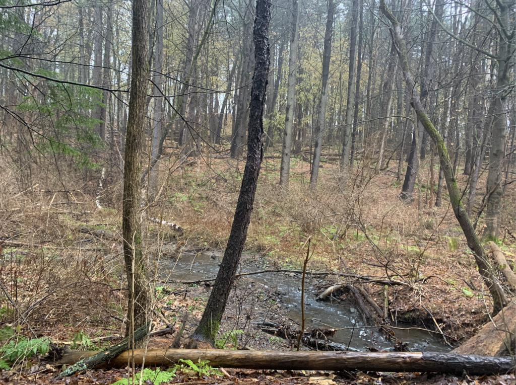 Centennial Woods, Burlington, Vt – Elizabeth Hutchins Phenology