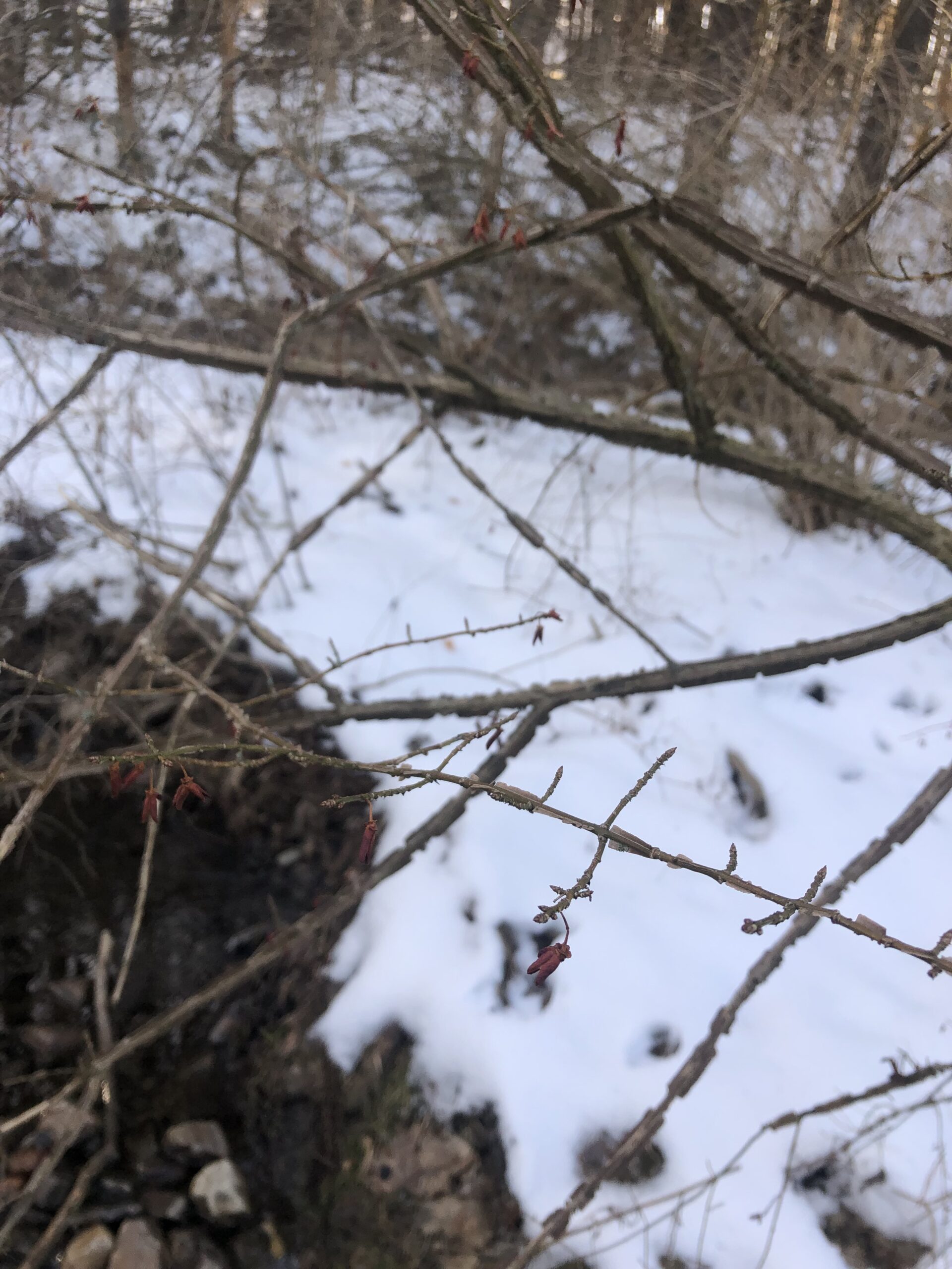 Centennial Phenology – ella weigel