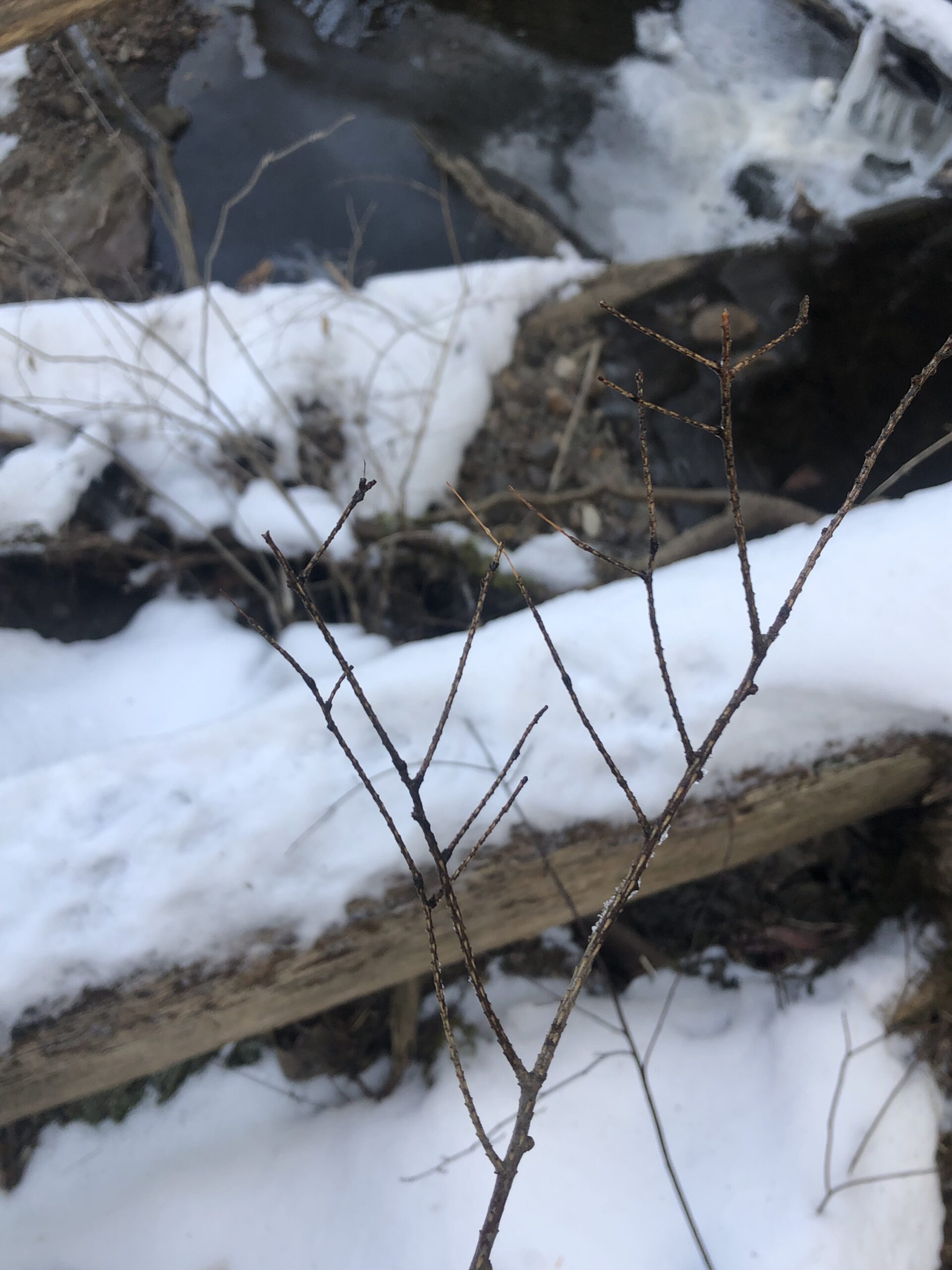 Centennial Phenology – ella weigel