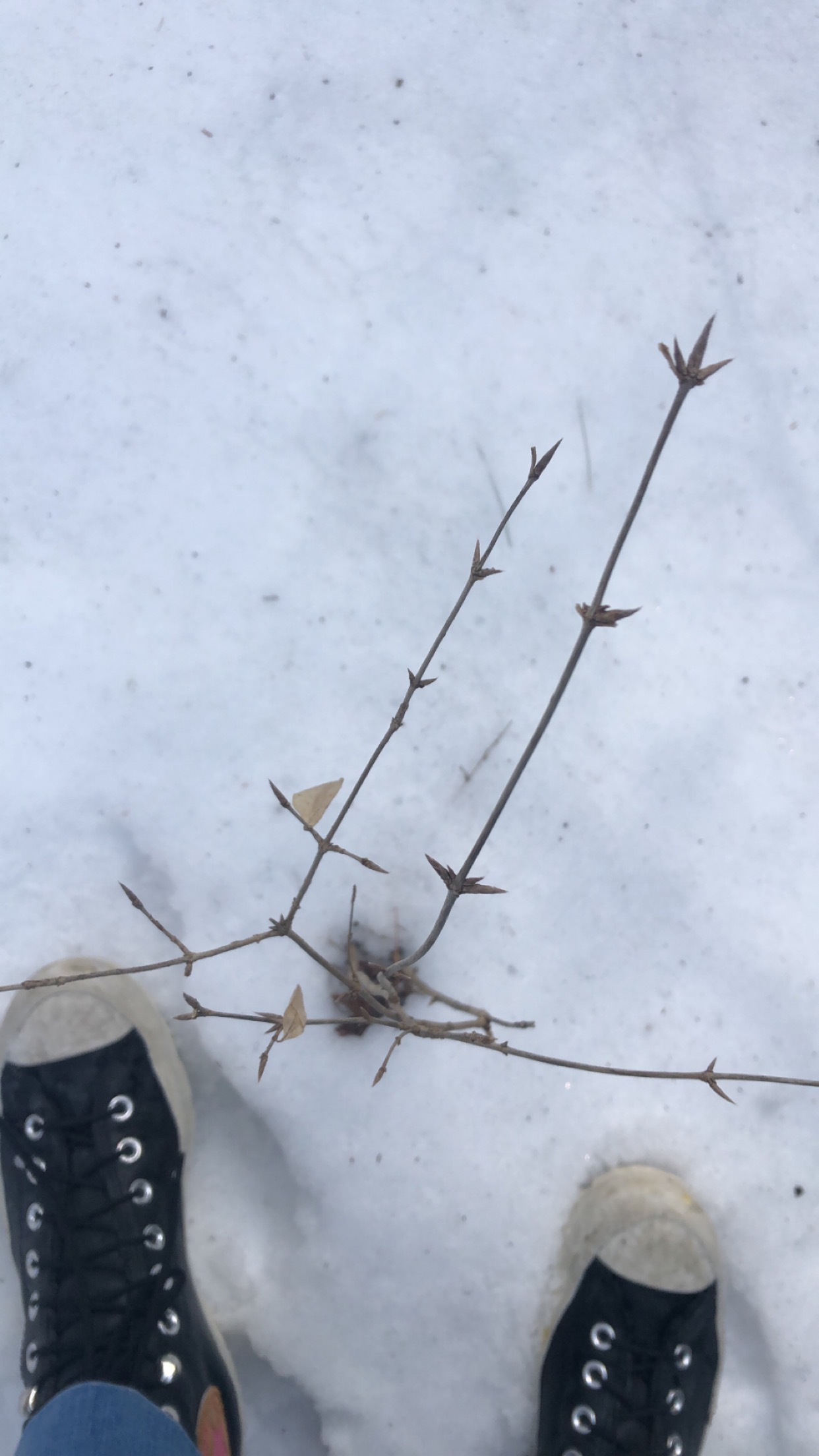 1-30-20 visit – Centennial Phenology