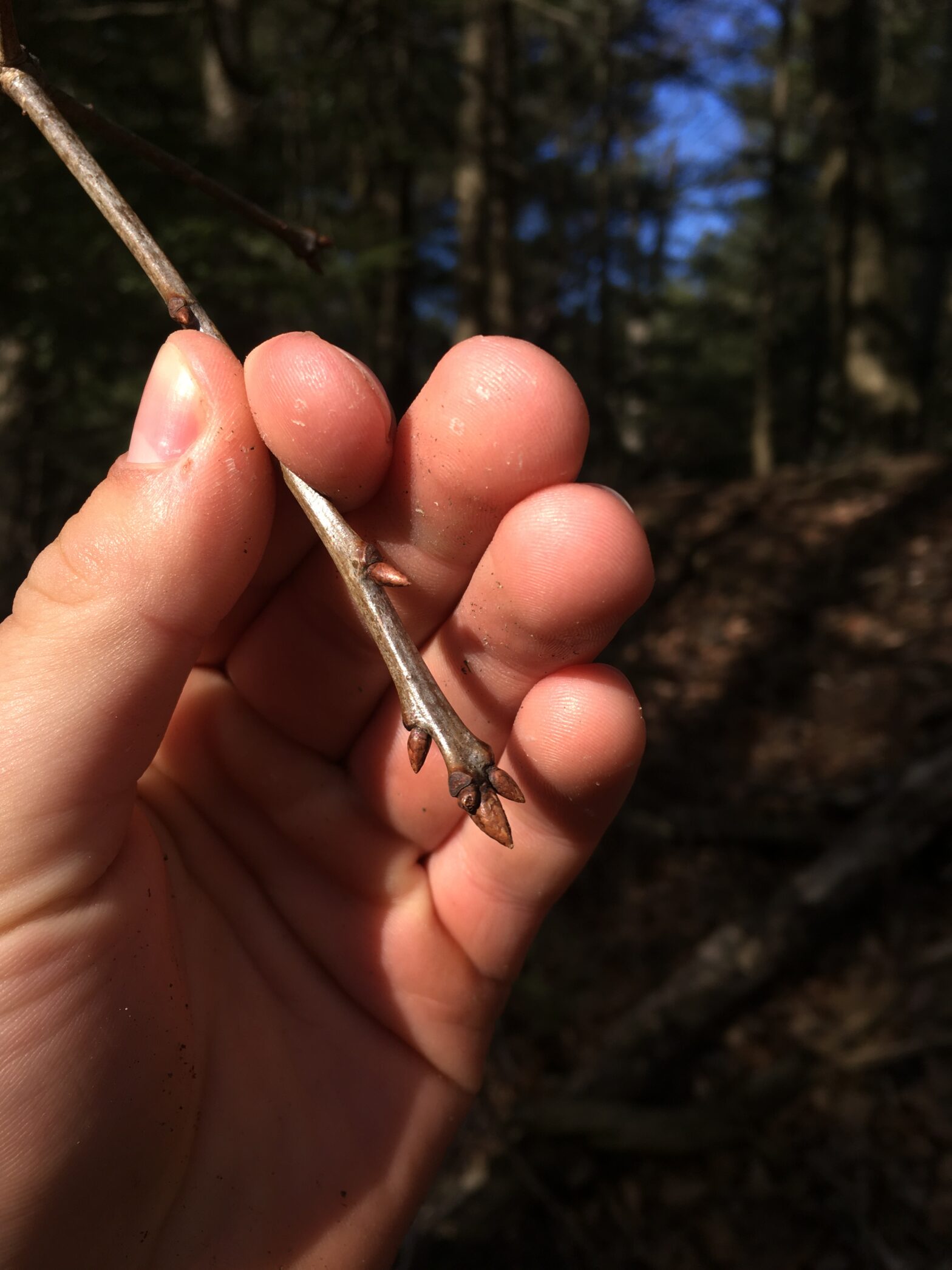 Erik Rosenmeier’s Phenology Spot – A UVM blog