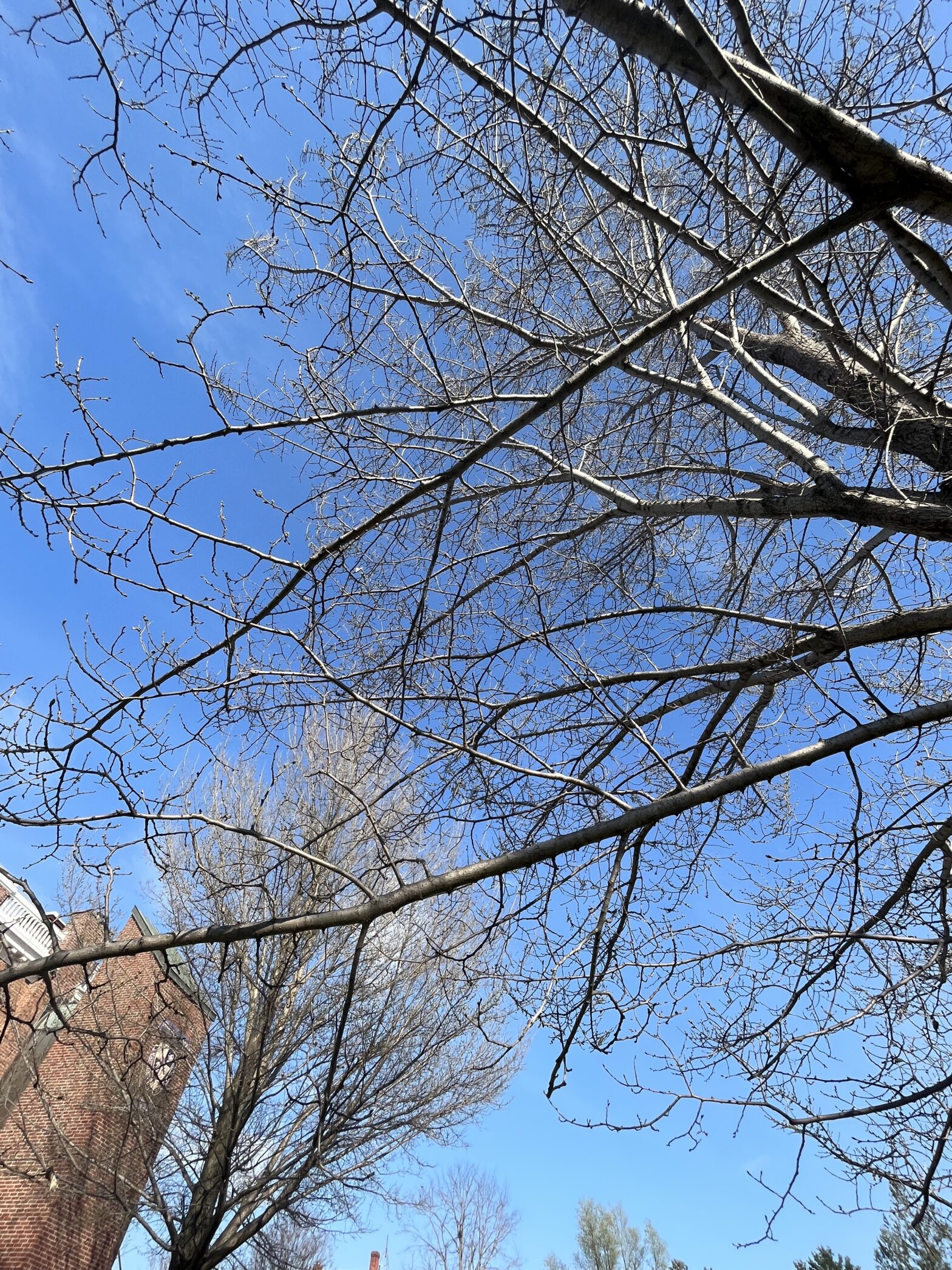 phenologyassignment – A UVM blog