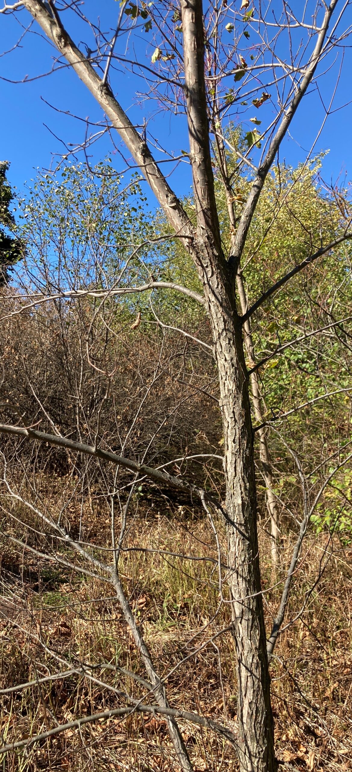 Introducing Redstone Quarry « Phenology at Redstone Quarry