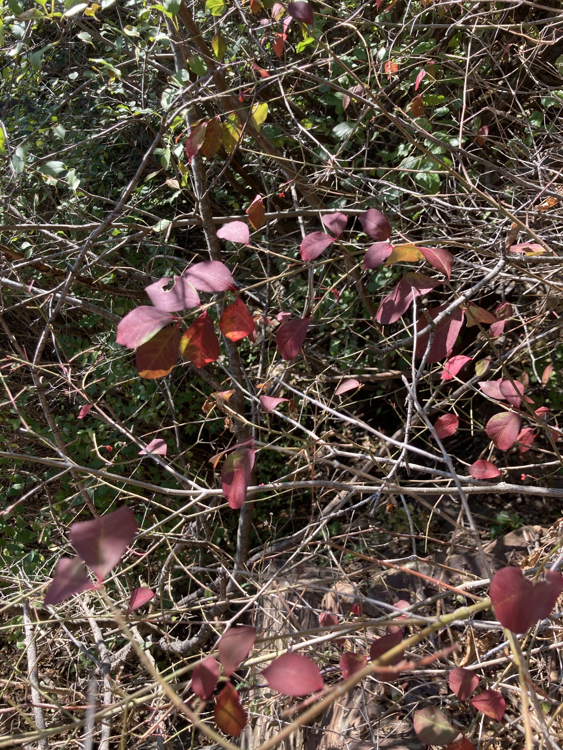 Introducing Redstone Quarry « Phenology at Redstone Quarry