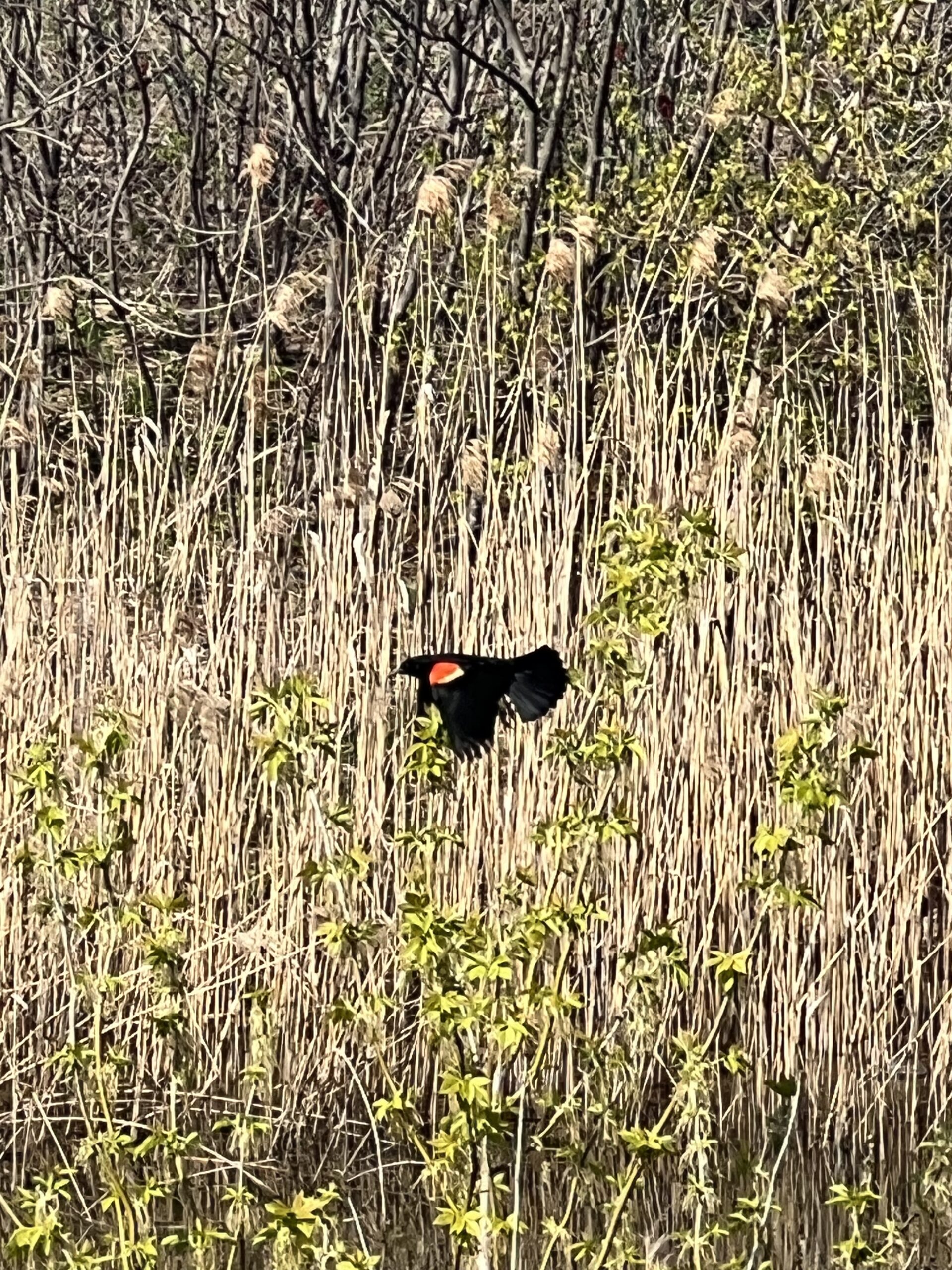 iNaturalist BioBlitz City Nature Challenge 2023 « Ethan Allen Park ...