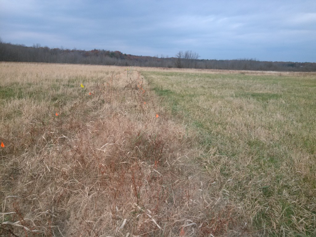 pasture | Farming and Climate Change Adaptation