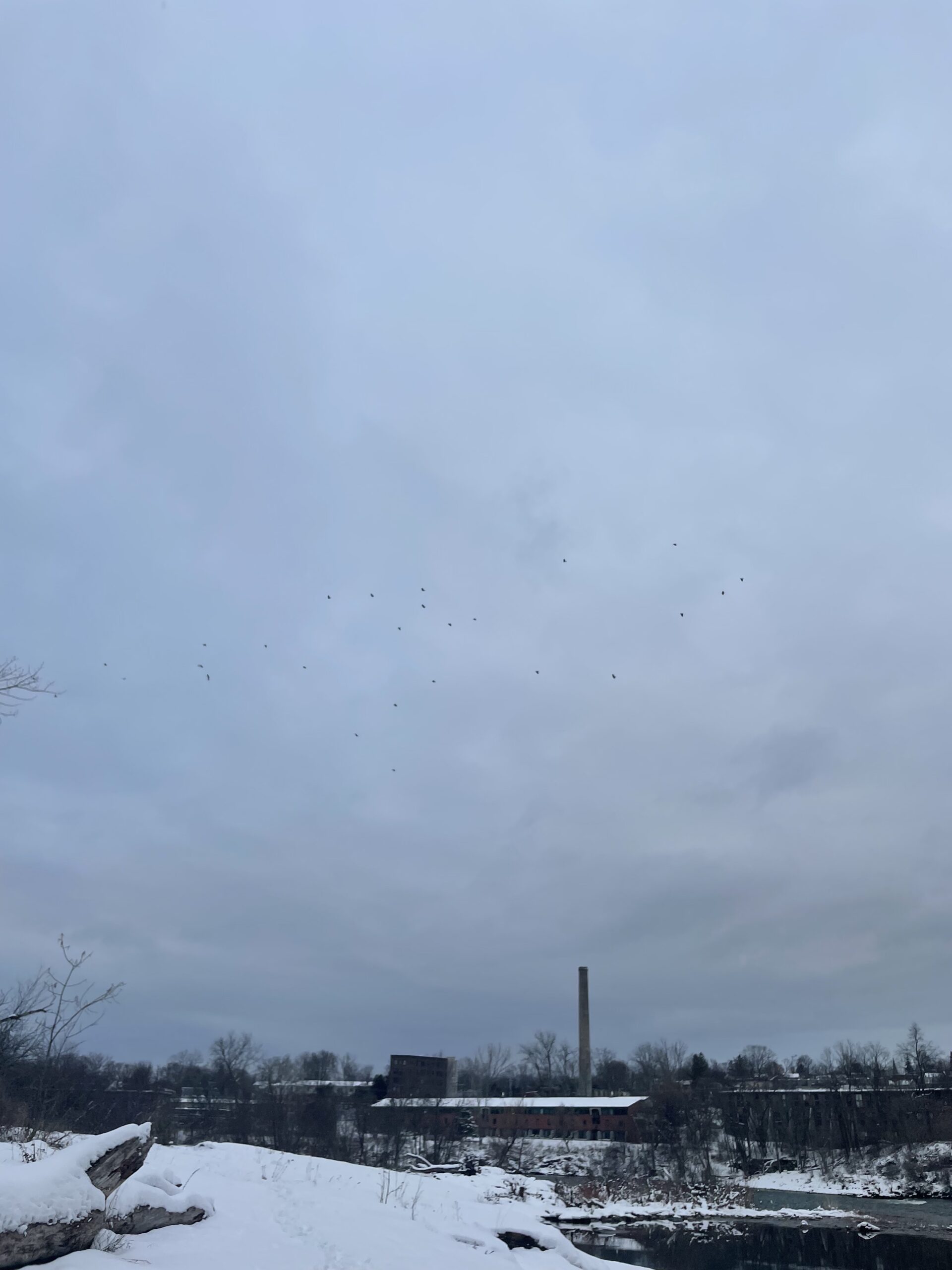 guess who back? – Finn Murphy's (epic)Phenology Blog