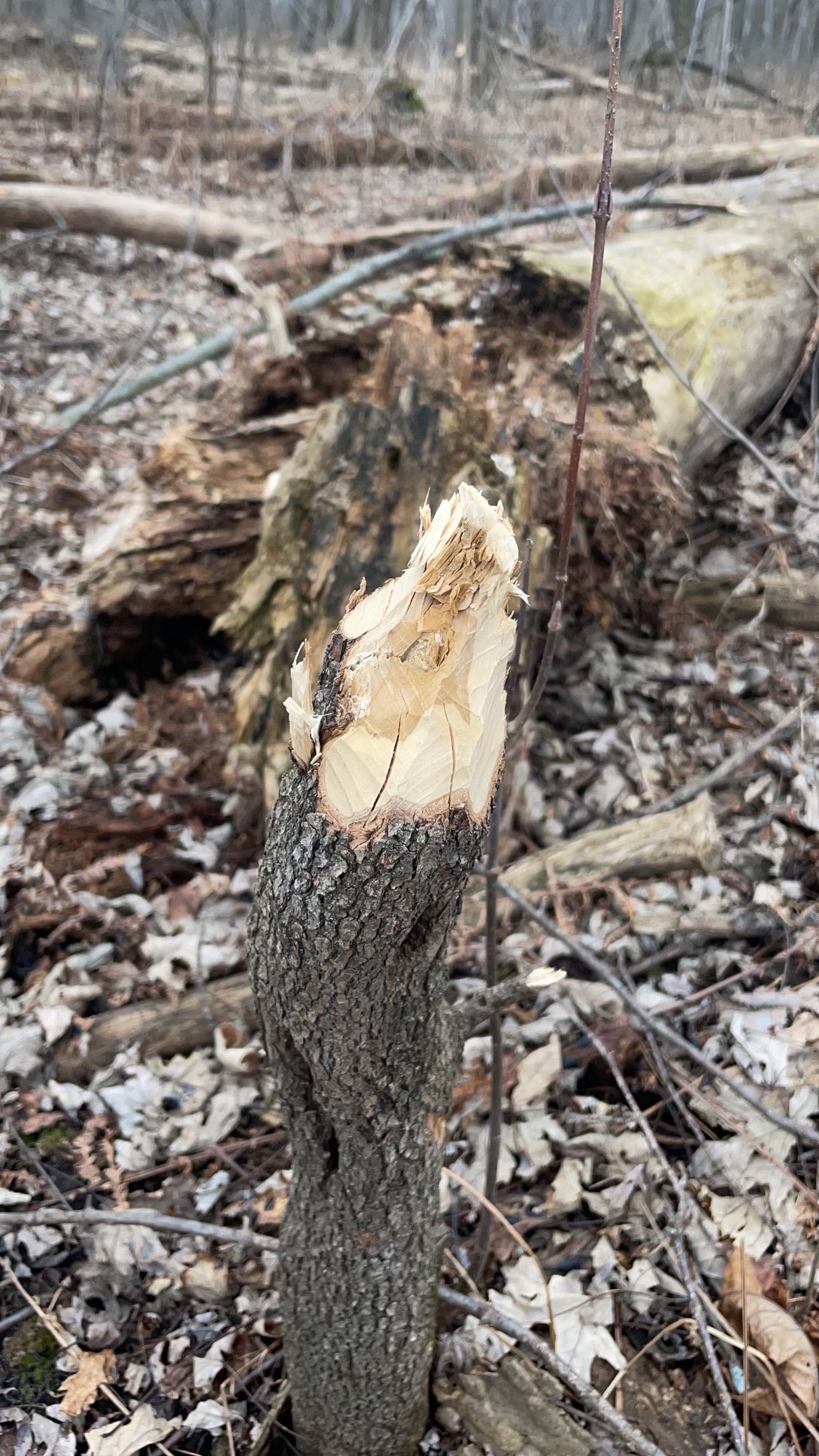 Finn Murphy's (epic)Phenology Blog