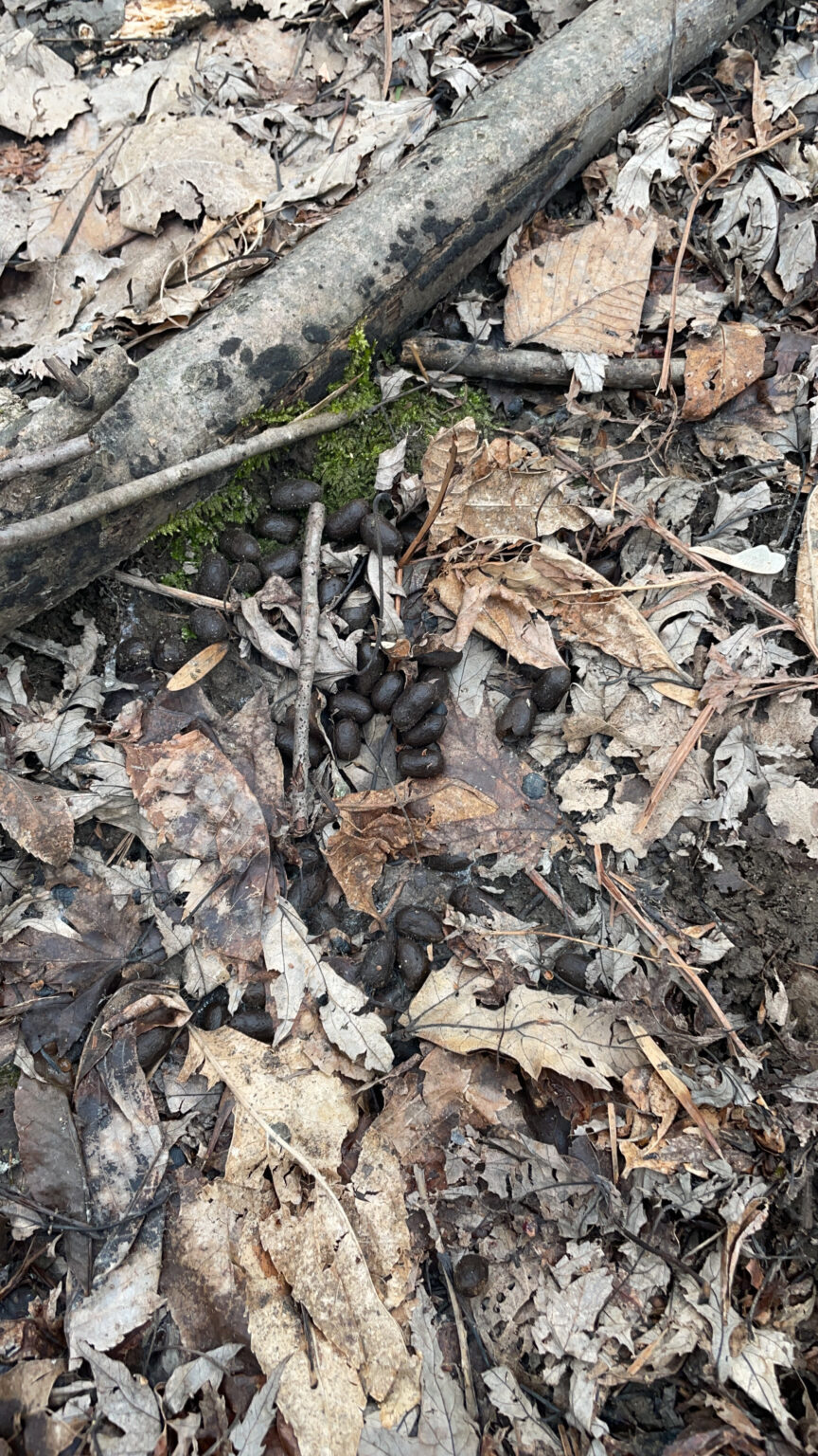 Finn Murphy's (epic)Phenology Blog