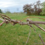 Bud Break in Grapes – UVM Fruit Blog