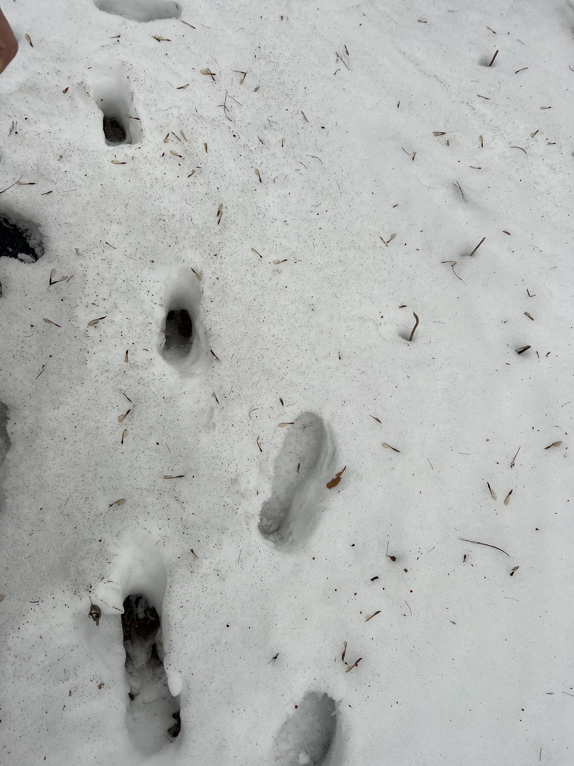 Exploring Burlington – Redstone Quarry – Phenology Assignment Blog