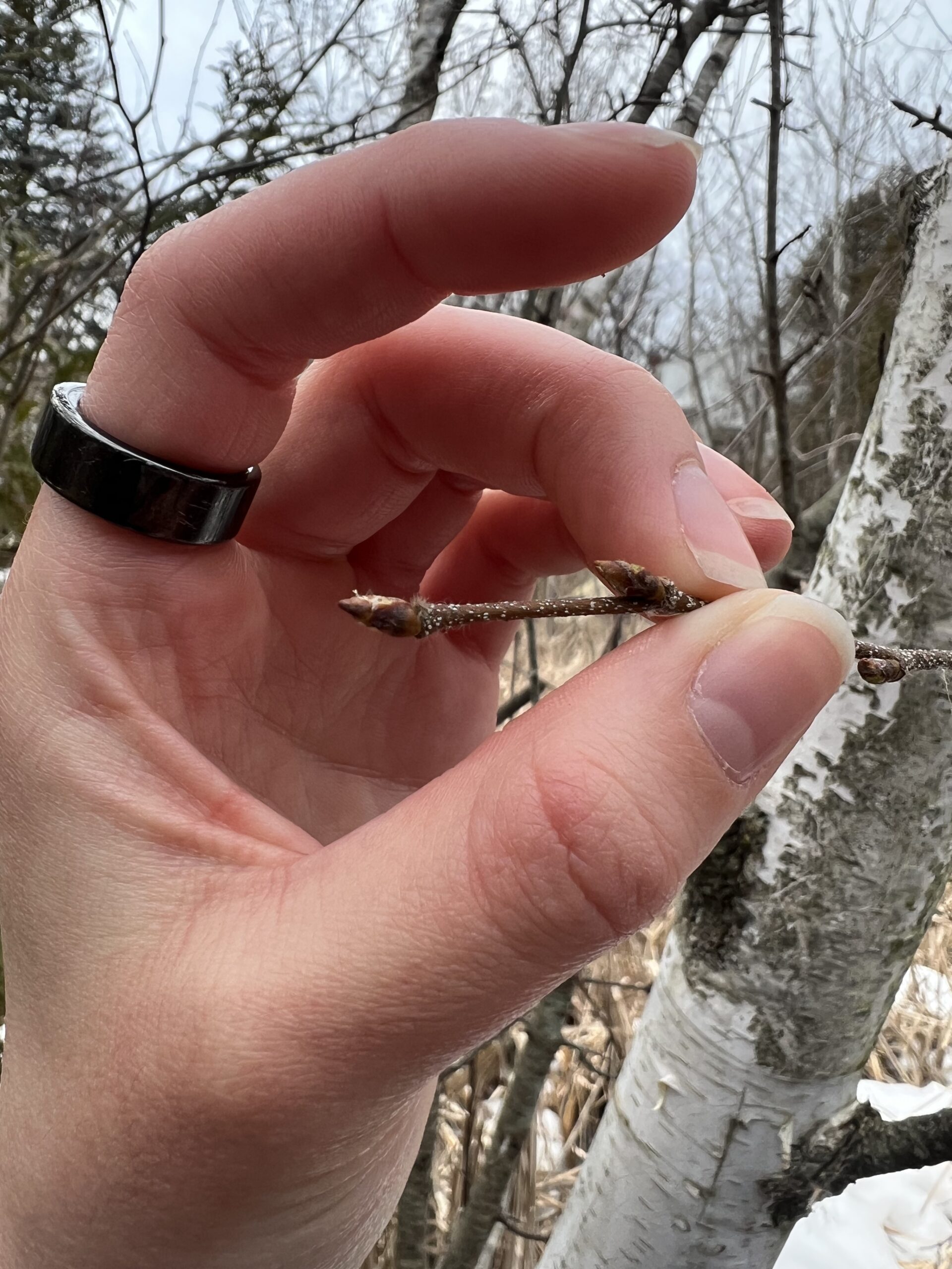 Return to the Birch Tree! – Redstone Quarry – Phenology Assignment Blog