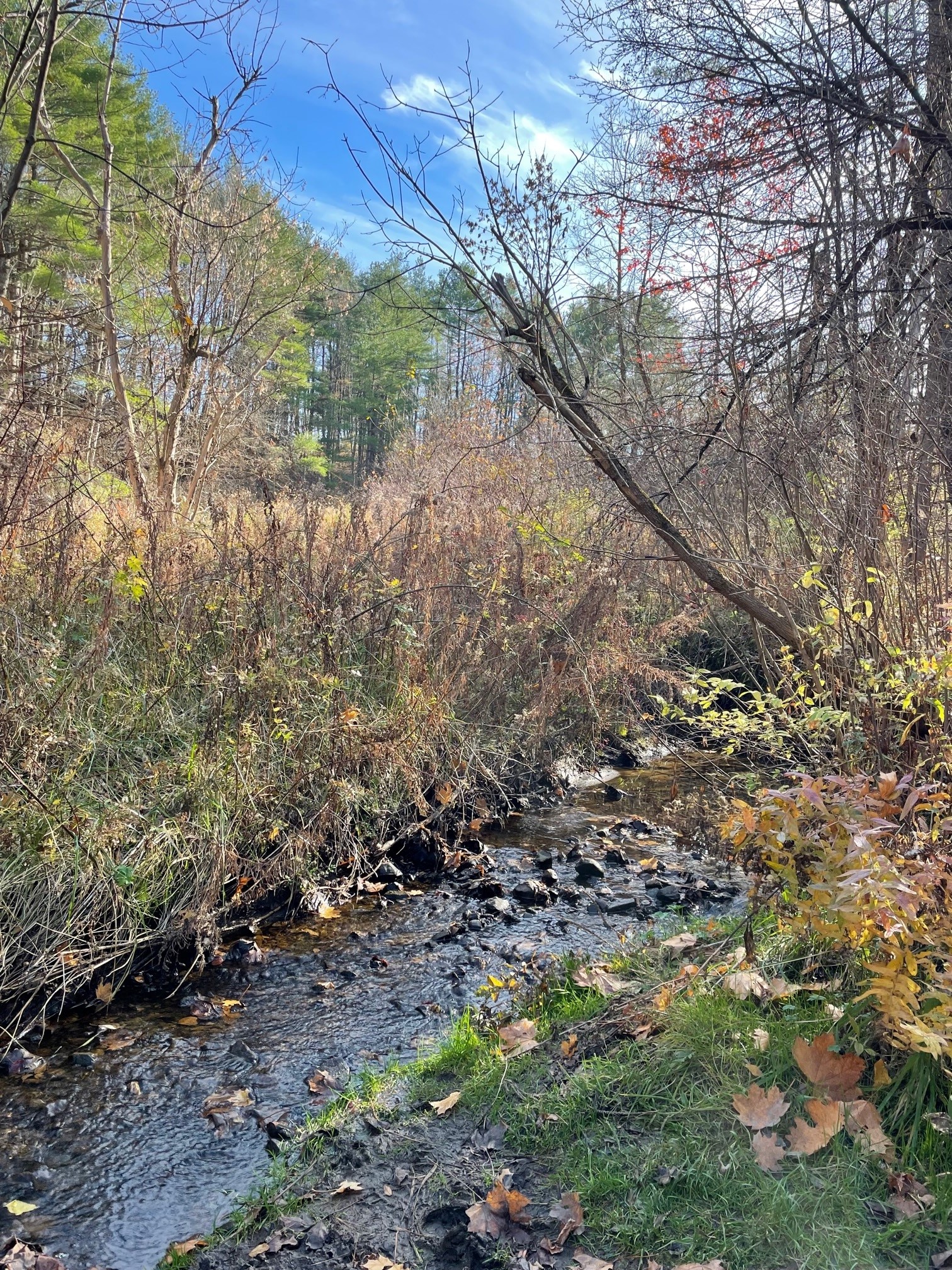 NR Phenology Project