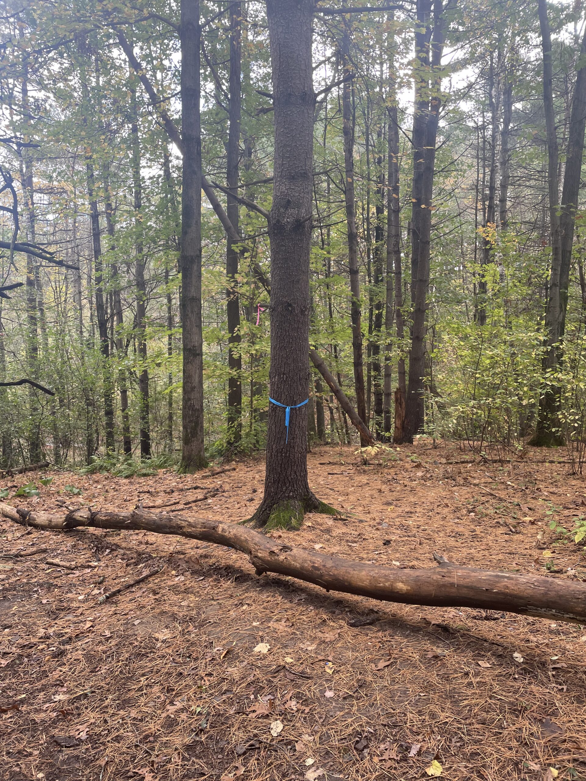 Centennial Brook | Centennial Brook Phenology Project