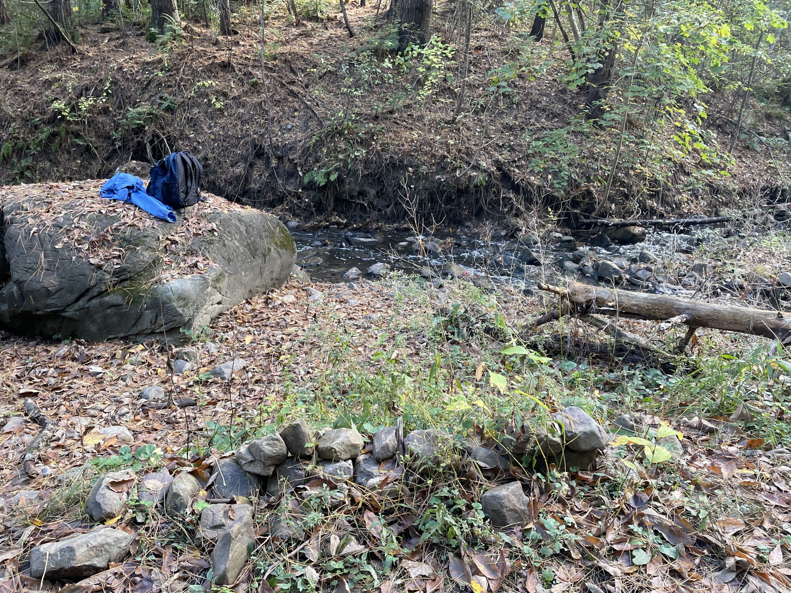 Centennial Brook | Centennial Brook Phenology Project