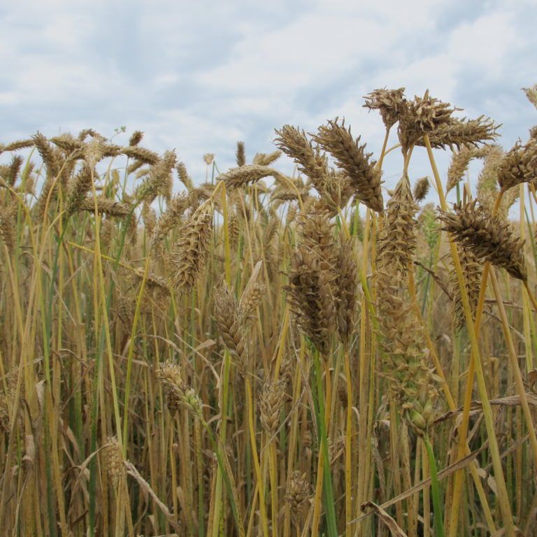 Malt Barley and Hop Quality at Annual Field Day – What's Hoppening ...
