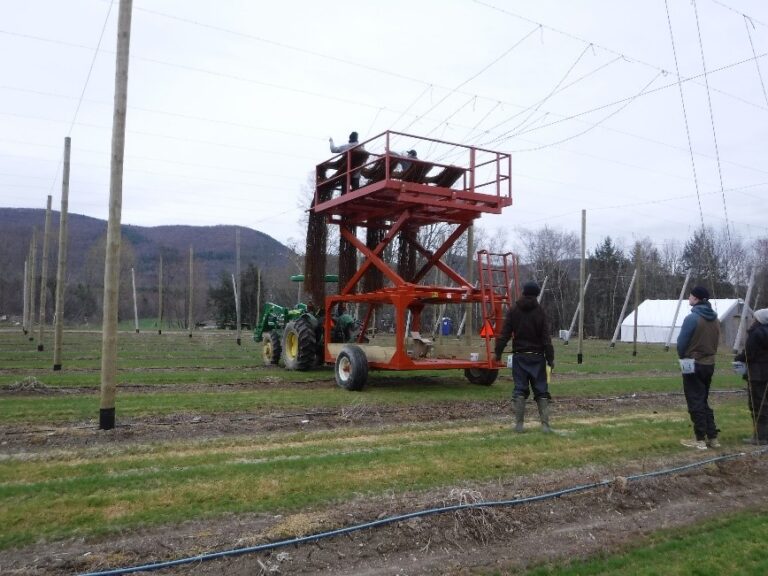 What's Hoppening: Musings from the Hopyard! – A UVM blog